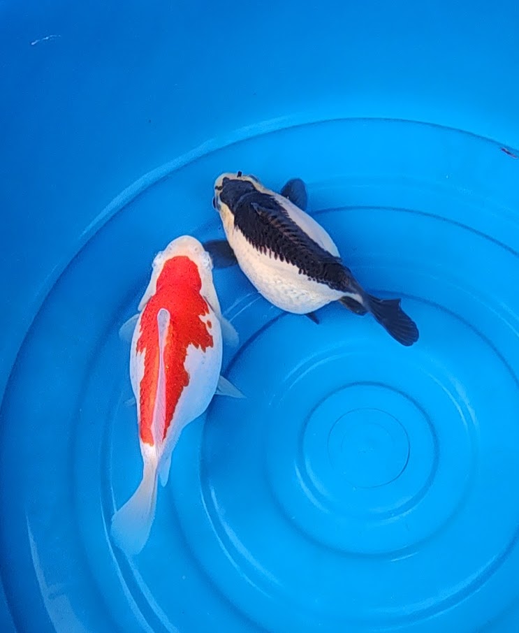 โฮม | tamasaba.net