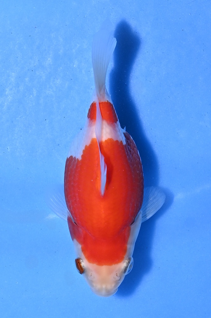 STB.0022 | tamasaba.net